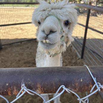 AMADIO RANCH FARM STORE - Updated December 2024 - 216 Photos & 148 ...