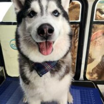 PAWGO - 81 Photos & 126 Reviews - 46 W Hatcher Rd, Phoenix, Arizona ...