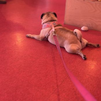 CUPPA PUG - Updated May 2025 - 156 Photos & 56 Reviews - 607 W 9th Ave ...
