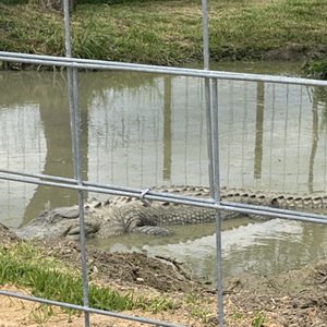 BAYOU WILDLIFE ZOO - 329 Photos & 121 Reviews - Zoos - 5050 FM 517 ...