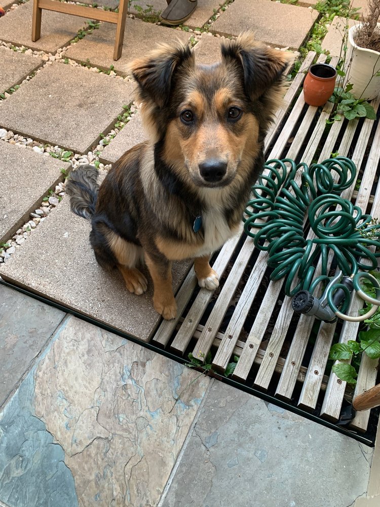 DOWNTOWN DOG - 66 Photos & 140 Reviews - 2201 S Harwood St, Dallas, TX ...