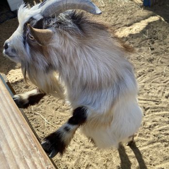 BARBER FAMILY FARM - Updated December 2024 - 316 Photos & 36 Reviews ...