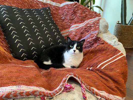 AUSTIN HUMANE SOCIETY - Updated September 2024 - 120 Photos & 113 ...