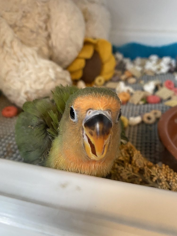 CANOGA DISCOUNT BIRDS - Updated December 2025 - 141 Photos & 182 ...