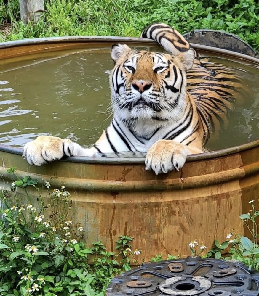 EARS ENDANGERED ANIMAL RESCUE SANCTUARY - Updated December 2025 - 11 ...