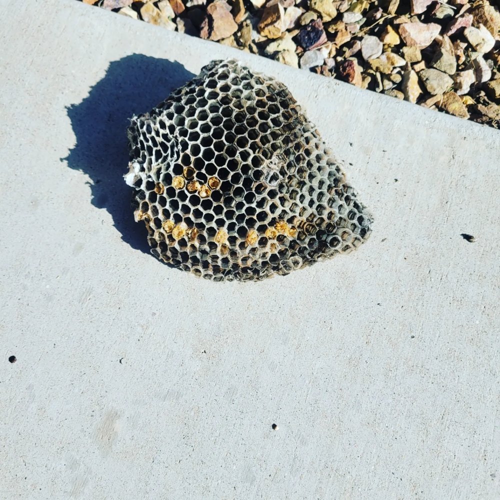 BEACON PEST CONTROL - Updated October 2024 - 14 Photos - Tucson ...