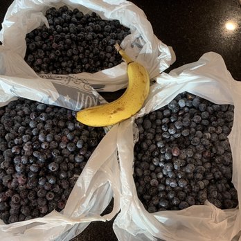 BLUEBERRY BUNCH FARM - TEMP. CLOSED - Updated October 2025 - 98 Photos ...