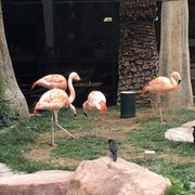 WILDLIFE HABITAT - 440 Photos & 86 Reviews - 3555 Las Vegas Blvd S, Las ...