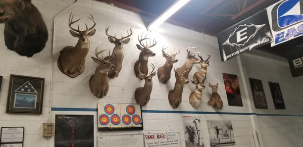 QUEENS ARCHERY - 224 Photos & 380 Reviews - 170-20 39th Ave, Flushing ...