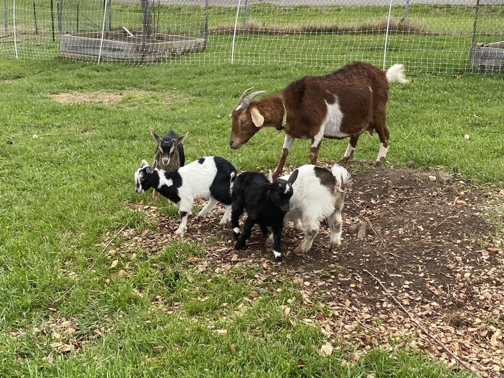 MUSTOE-BOYD DAIRY AND POULTRY FARM - Updated August 2024 - 2640 W ...