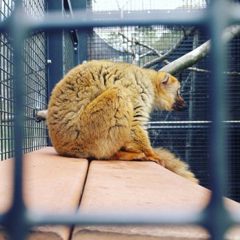 DUKE UNIVERSITY LEMUR CENTER - Updated April 2024 - 346 Photos & 72 ...