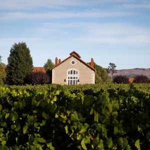 NICHOLSON RANCH WINERY - Updated October 2024 - 521 Photos & 354 ...