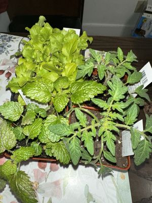 SECOND CHANCE PLANTS - Updated May 2026 - 21 Reviews - 1201 Harrisburg ...