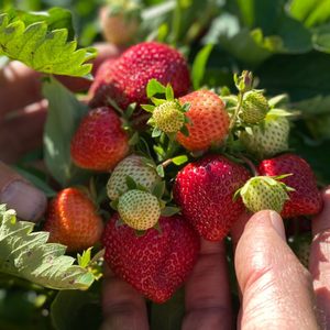 CALHOUN’S FARM STAND - Updated August 2025 - 10 Reviews - 441 Grange Rd ...