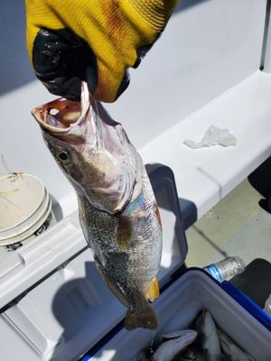 PECONIC STAR FLEET - Updated September 2024 - 22 Photos & 12 Reviews ...