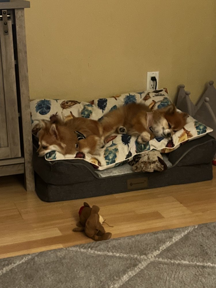 TRAINING PAWS - Updated January 2025 - Glendale, California - Dog ...