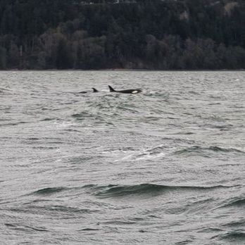 PUGET SOUND EXPRESS - Updated December 2025 - 231 Photos & 93 Reviews ...