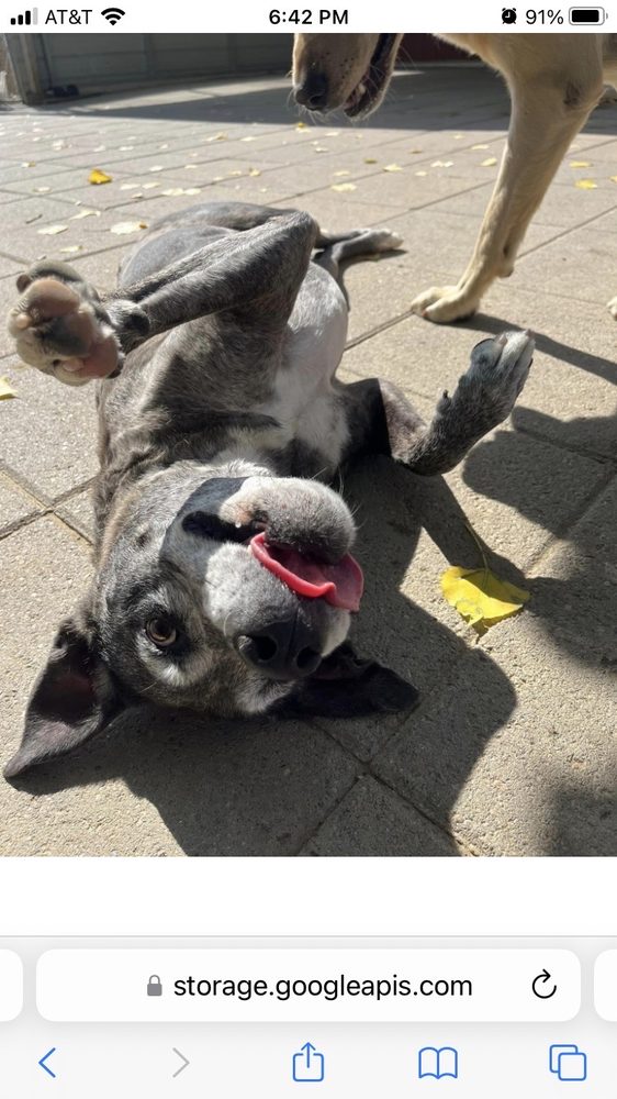 HAPPY TAILS DOG RANCH - Updated March 2025 - 109 Photos & 43 Reviews ...