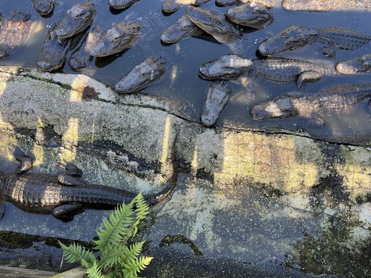 CROC ENCOUNTERS - Updated December 2024 - 277 Photos & 142 Reviews ...