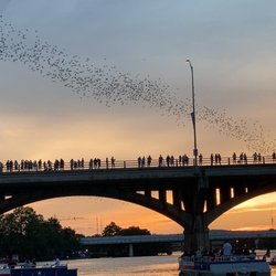 BATS UNDER THE CONGRESS AVENUE BRIDGE - 715 Photos & 496 Reviews ...
