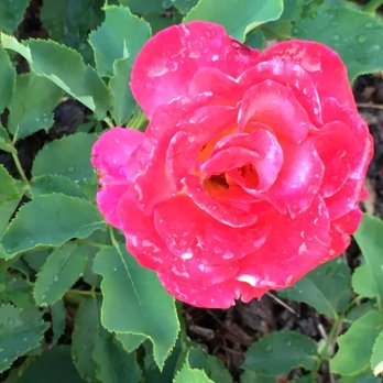 LYNDALE PARK ROSE GARDEN - 163 Photos & 23 Reviews - 4124 Roseway Rd ...