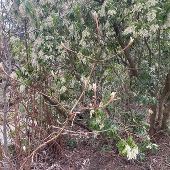 VAN VLECK HOUSE & GARDENS - Updated January 2026 - 366 Photos & 51 ...