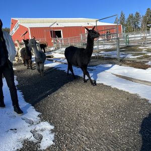 TWIN LAKES FARM AND RANCH - Updated July 2025 - 1805 W Diagonal Rd ...