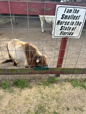 PETTING ZOO OCALA - Updated March 2025 - 96 Photos & 38 Reviews - 11150 ...