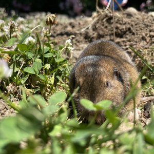 THE GOPHER GUY - Updated July 2024 - 14 Reviews - Moss Beach ...