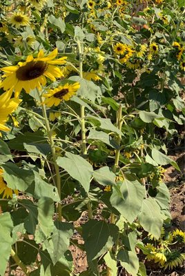 SUNSHINE’S FARM - Updated May 2026 - 63 Photos & 18 Reviews - 284 S ...