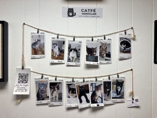 CATFE MONTCLAIR - Updated December 2025 - 35 Photos & 12 Reviews - 356 ...