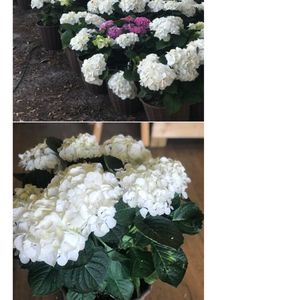 CHERRY LAKE TREE FARM - Updated July 2025 - 7836 Cherry Lake Rd ...