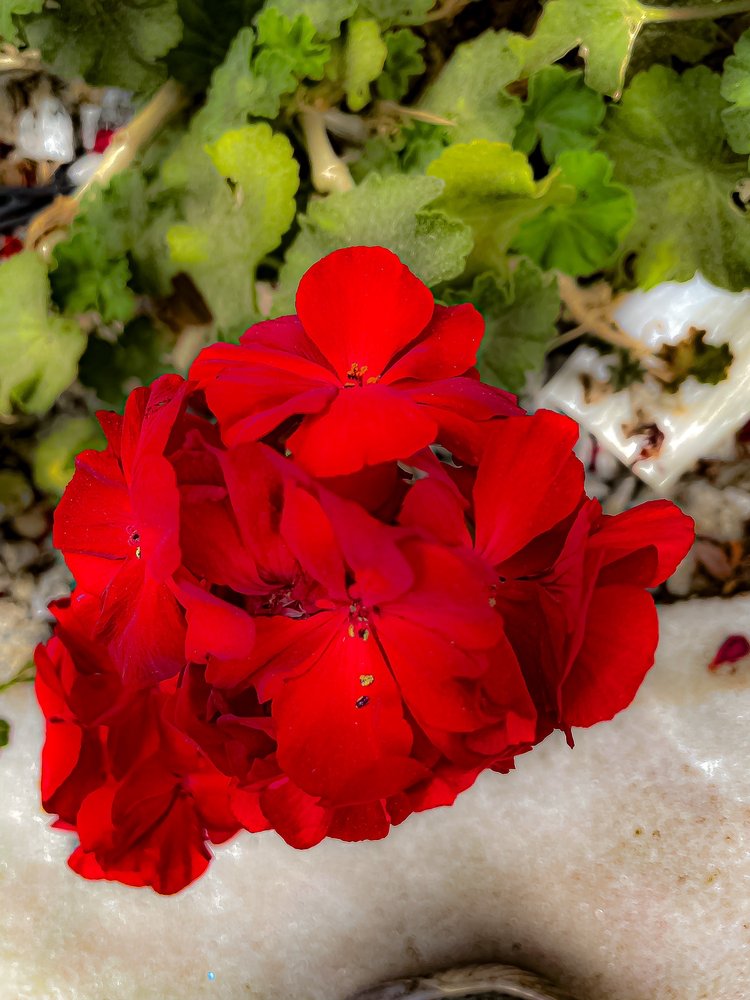 SOUTH BON VIEW PARK - Updated May 2025 - 46 Photos - 2033 S Bon View ...