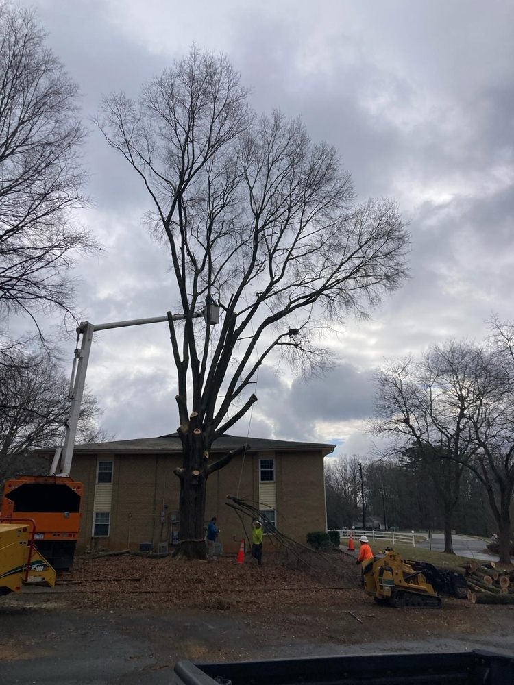 G-CARE TREE SERVICE - Updated September 2024 - Request a Quote - 19 ...