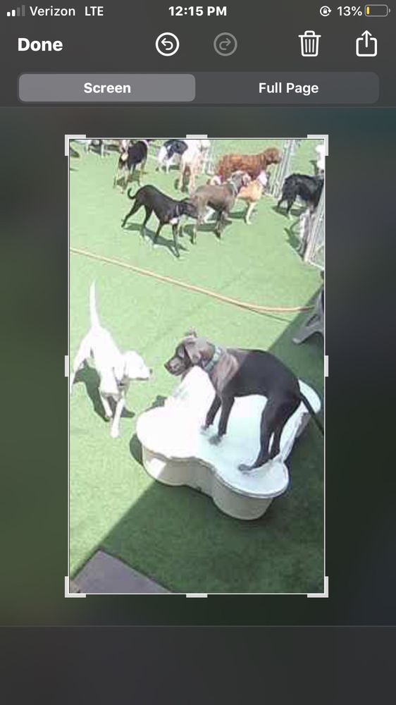 DOGS RULE RESORT - Updated September 2024 - 26 Photos & 55 Reviews ...