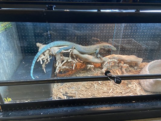 MIAMI REPTILE COMPANY - Updated July 2024 - 34 Photos & 25 Reviews ...