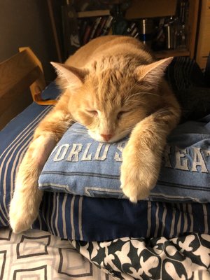 ASPCA ADOPTION CENTER - Updated December 2025 - 227 Photos & 279 ...