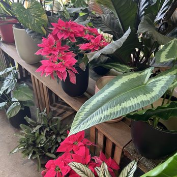 PLANTOEM - Updated June 2025 - 614 Photos & 138 Reviews - 3457 Waialae ...