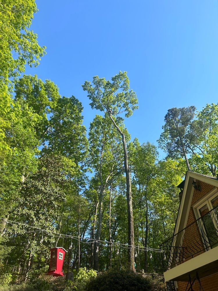 OSCAR’S TREE REMOVAL & PATIOS - Updated September 2025 - 16 Reviews ...