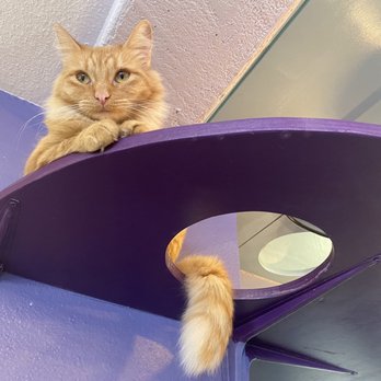 PHX CAT CAFE - Updated December 2024 - 489 Photos & 144 Reviews - 147 E ...