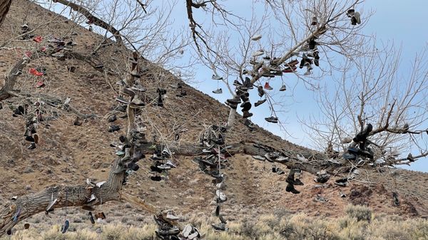THE SHOE TREE - Updated June 2024 - 16 Photos - 41763 Austin Hwy ...