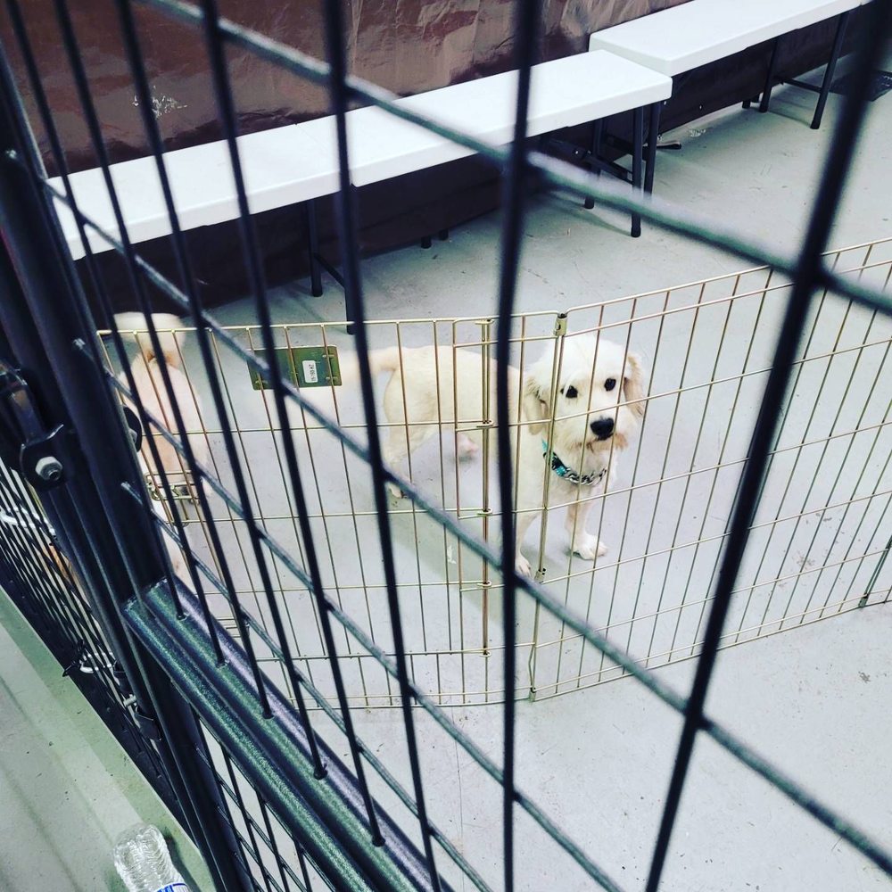 ALASKA ANIMAL RESCUE FRIENDS AARF - Updated October 2025 - Anchorage ...