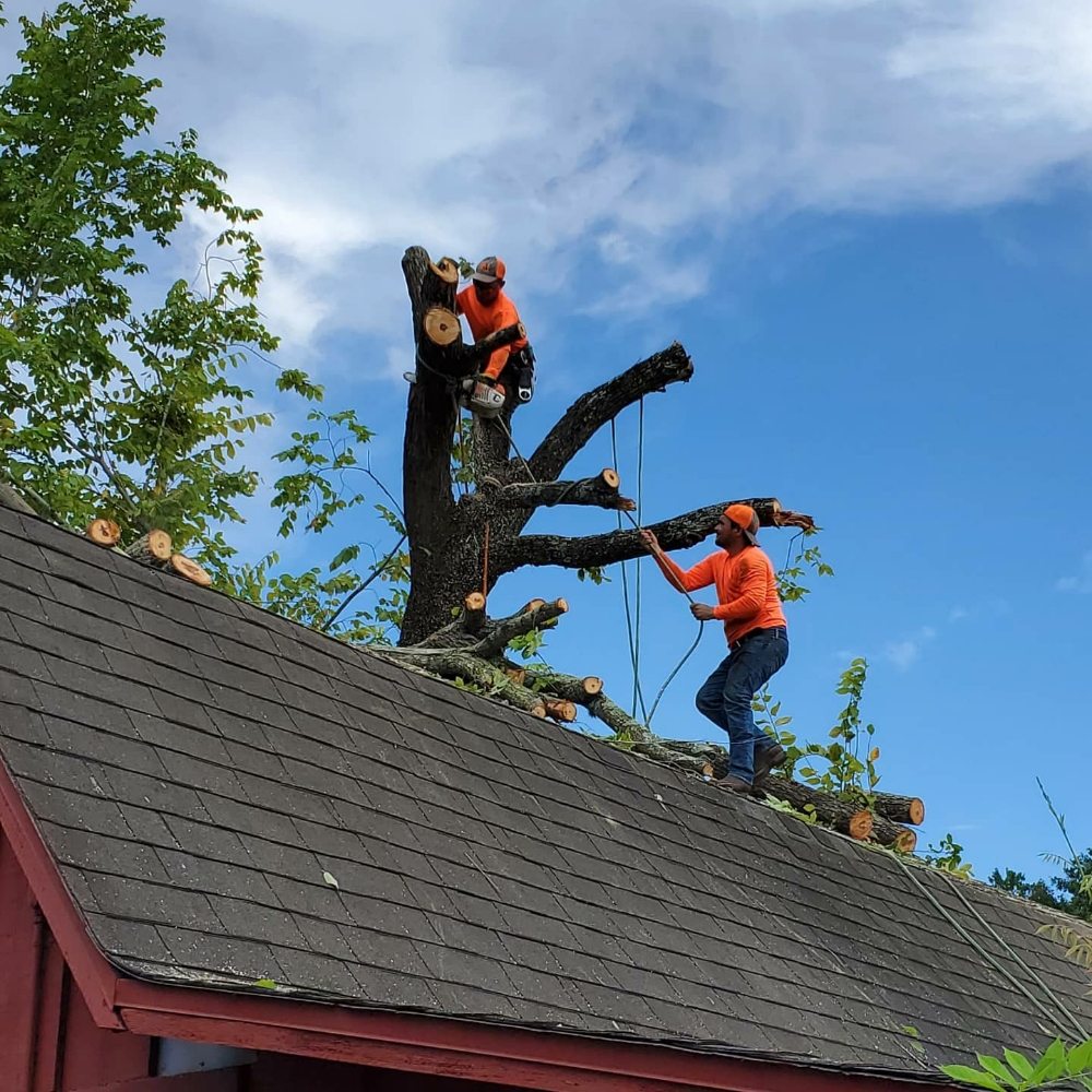 OM TREE SERVICE - Updated July 2024 - 42 Photos & 28 Reviews - 1725 ...