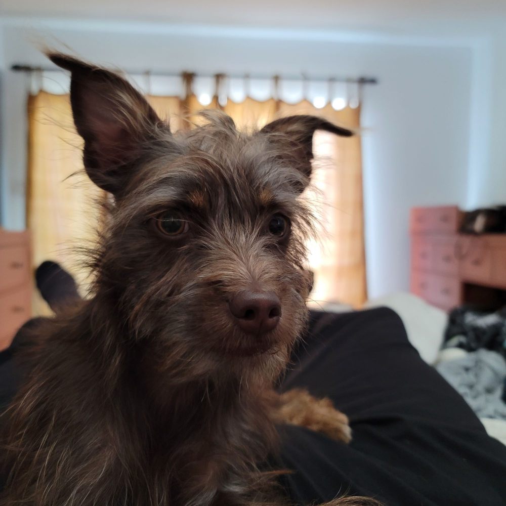 BOSS THE PET CONNECTION - Updated December 2025 - 527 Photos & 116 ...