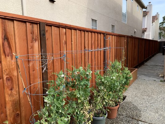 C & J FENCING - 132 Photos & 303 Reviews - 12893 Alcosta Blvd, San ...