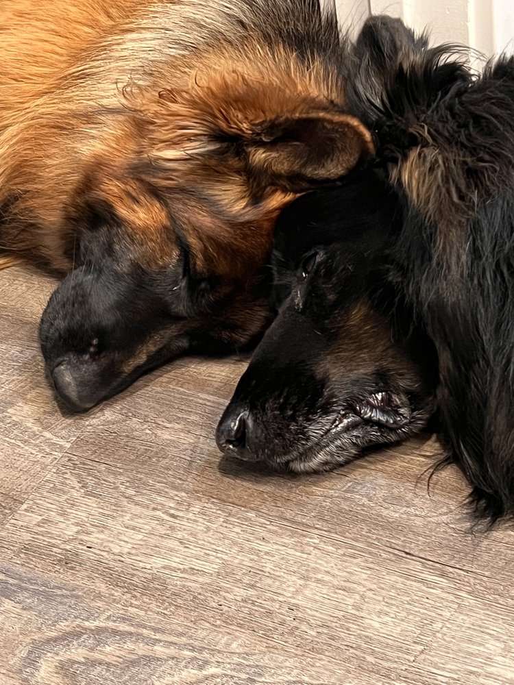 CALICO JUNCTION LONG COAT GERMAN SHEPHERDS - Updated September 2025 ...