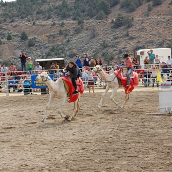 INTERNATIONAL CAMEL & OSTRICH RACES - Updated November 2025 - 31 Photos ...