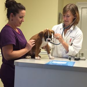 INDIAN RIDGE ANIMAL HOSPITAL - Updated June 2025 - 1100 Indian Trail Dr ...