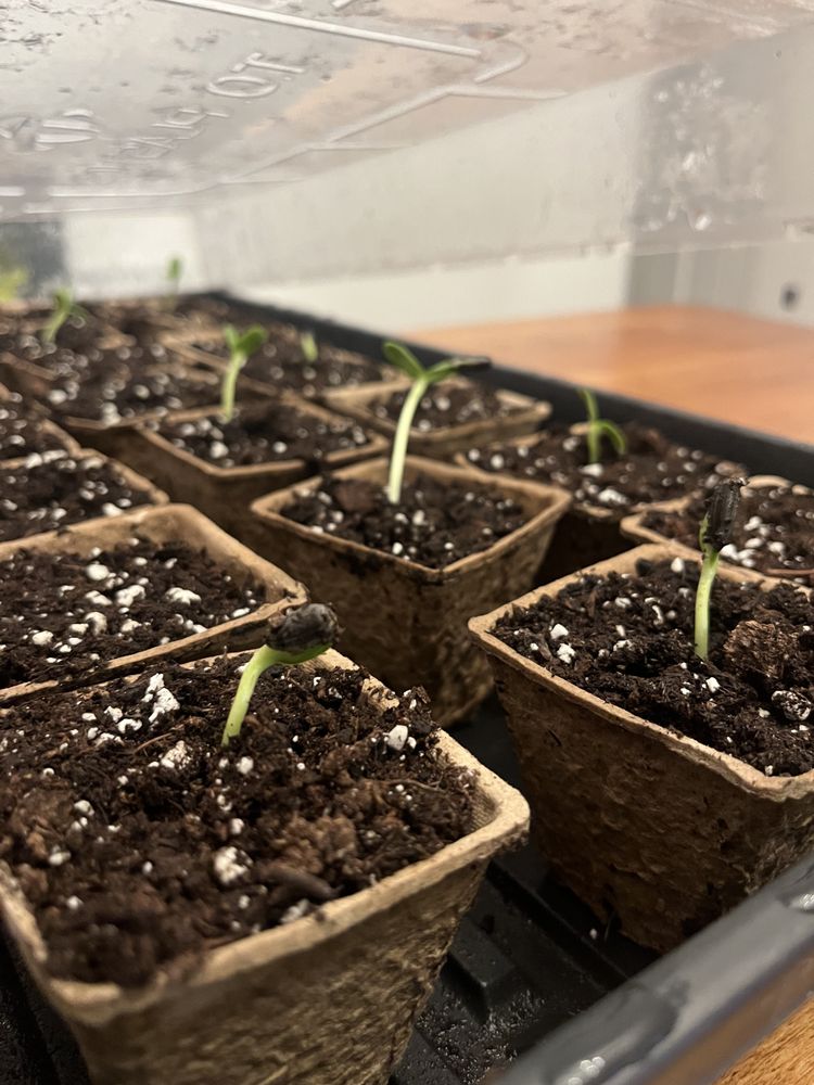 PRO GARDENS AND LAWNS - Updated May 2025 - Request a Quote - Kingston ...