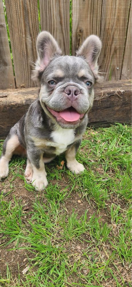 CHAMPION FRENCHIES - Updated December 2025 - Highland Village, Texas ...